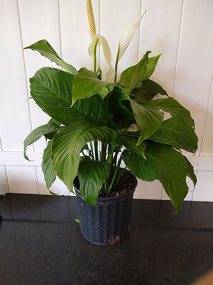 Spathiphyllum ‘Sweet Pablo’, Peace Lily | PlantVine