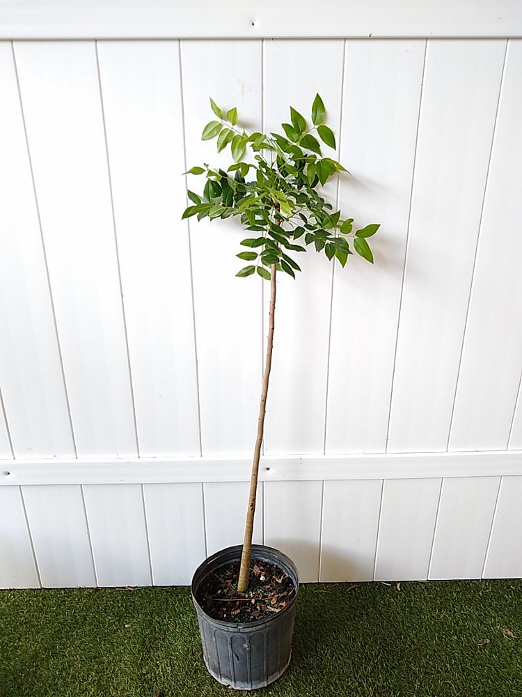 Swietenia mahagoni, Mahogany Tree | PlantVine