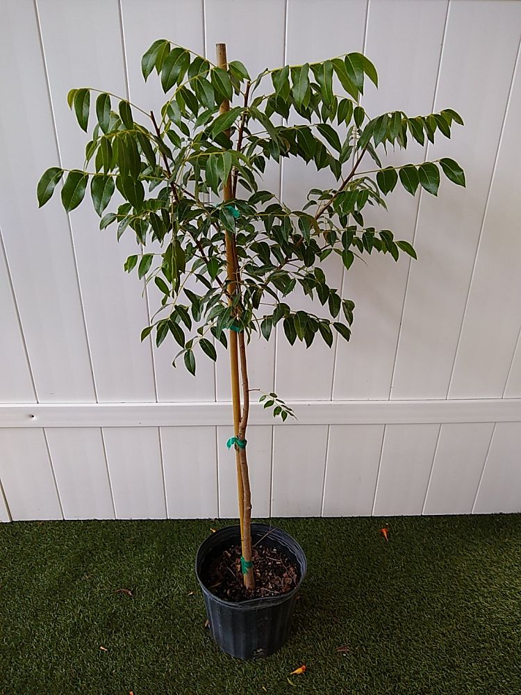 Swietenia mahagoni, Mahogany Tree | PlantVine