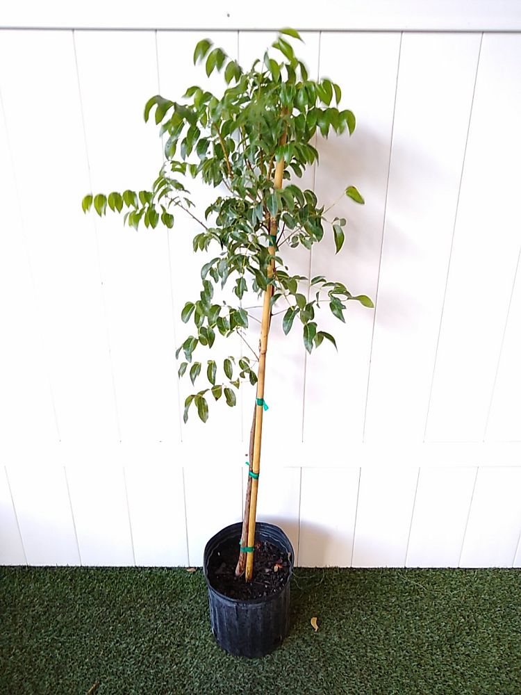 Swietenia mahagoni, Mahogany Tree | PlantVine
