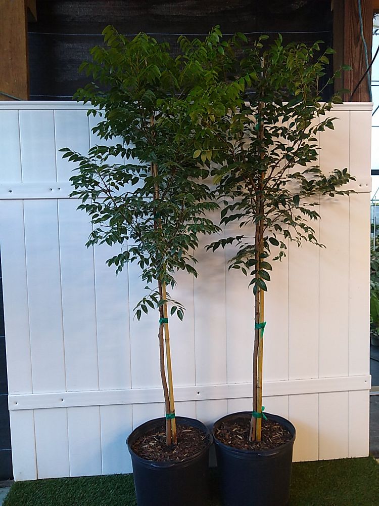 Swietenia mahagoni, Mahogany Tree | PlantVine