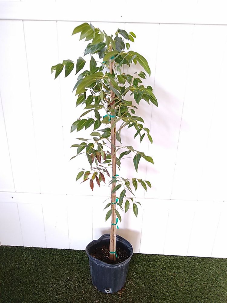 Swietenia mahagoni, Mahogany Tree | PlantVine