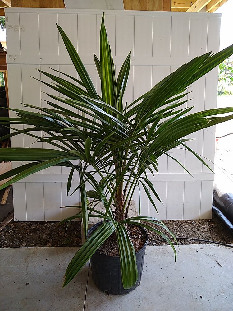Syagrus schizophylla, Arikury Palm, Parrot Palm | PlantVine