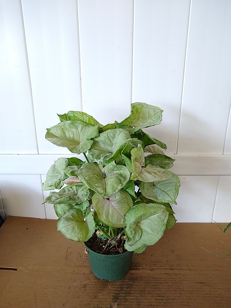 Syngonium podophyllum ‘Bold Allusion’, Arrowhead Plant | PlantVine