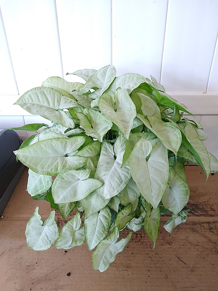 Syngonium podophyllum ‘Bold Allusion’, Arrowhead Plant | PlantVine