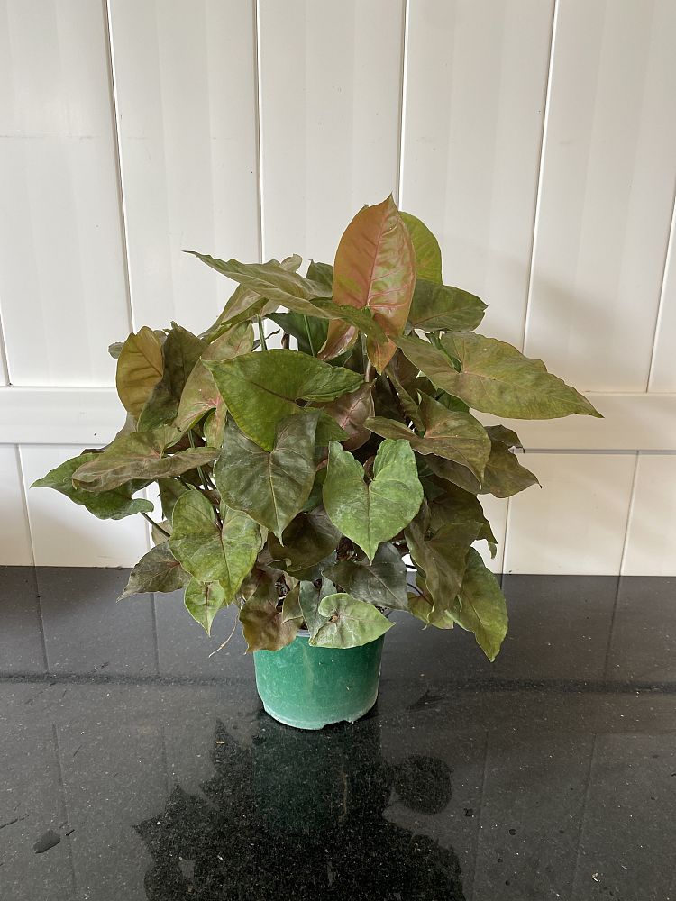 Syngonium podophyllum ‘Maria Allusion’, Arrowhead Plant | PlantVine