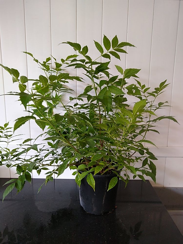 Buy Esperanza Plant, Tecoma Stans Online | Yellow Elder Plant