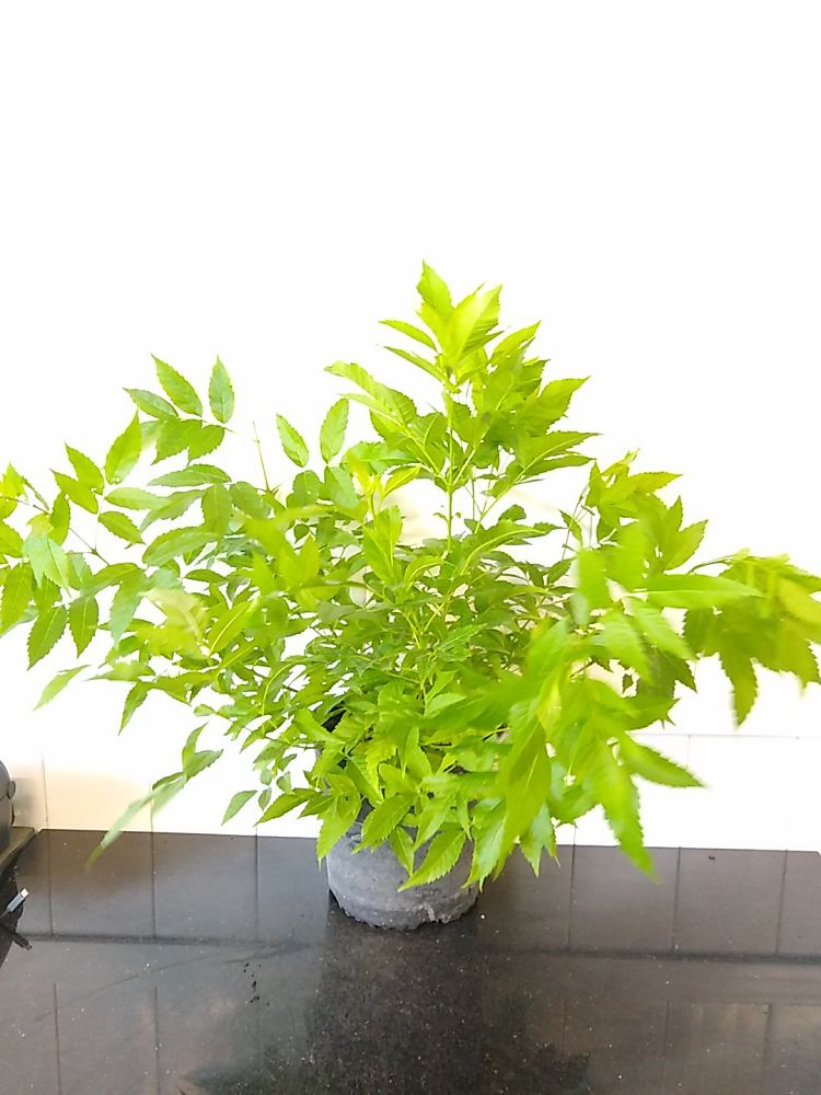 Buy Esperanza Plant, Tecoma Stans Online | Yellow Elder Plant