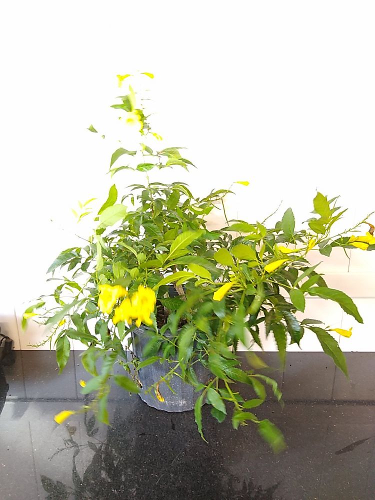 Buy Esperanza Plant, Tecoma Stans Online | Yellow Elder Plant