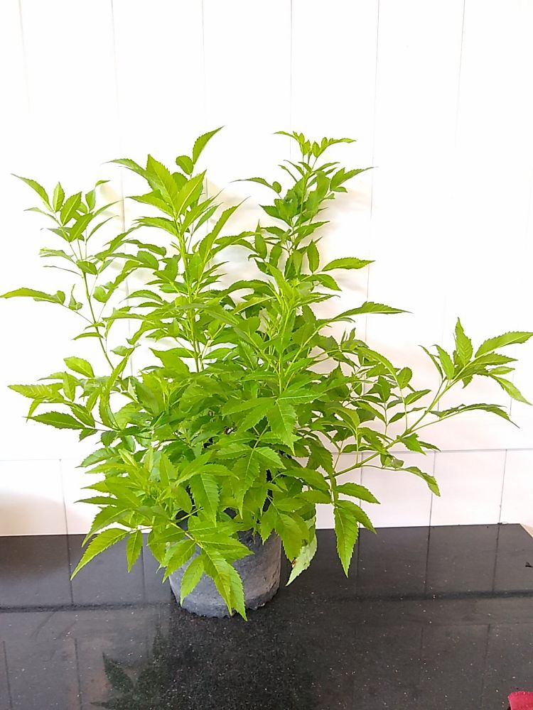 Buy Esperanza Plant, Tecoma Stans Online | Yellow Elder Plant