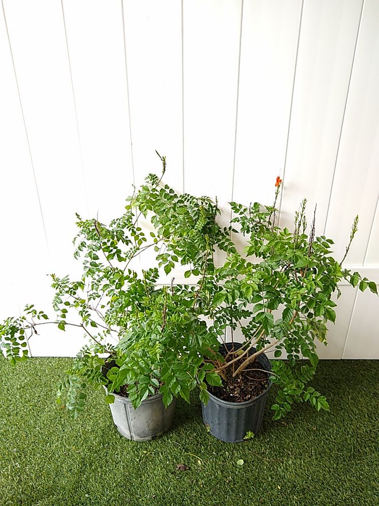 Tecomaria capensis, Cape Honeysuckle | PlantVine