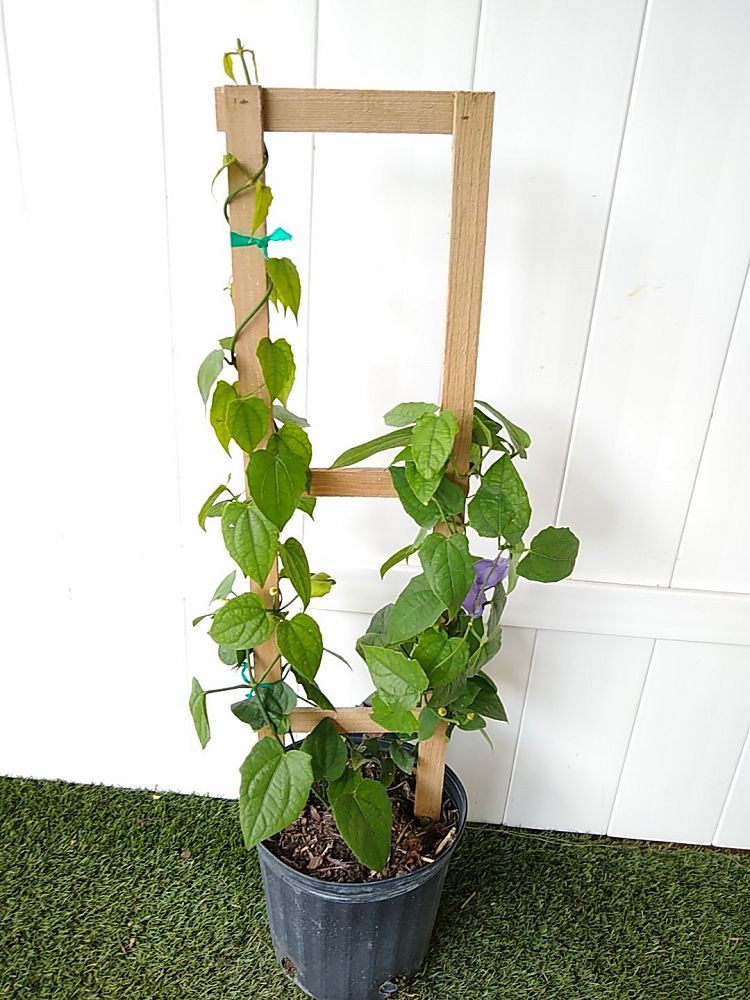 Thunbergia grandiflora, Blue Sky Vine | PlantVine
