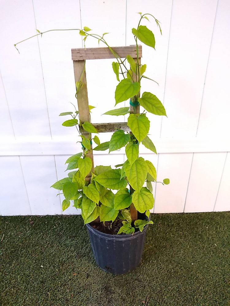 Thunbergia grandiflora, Blue Sky Vine | PlantVine