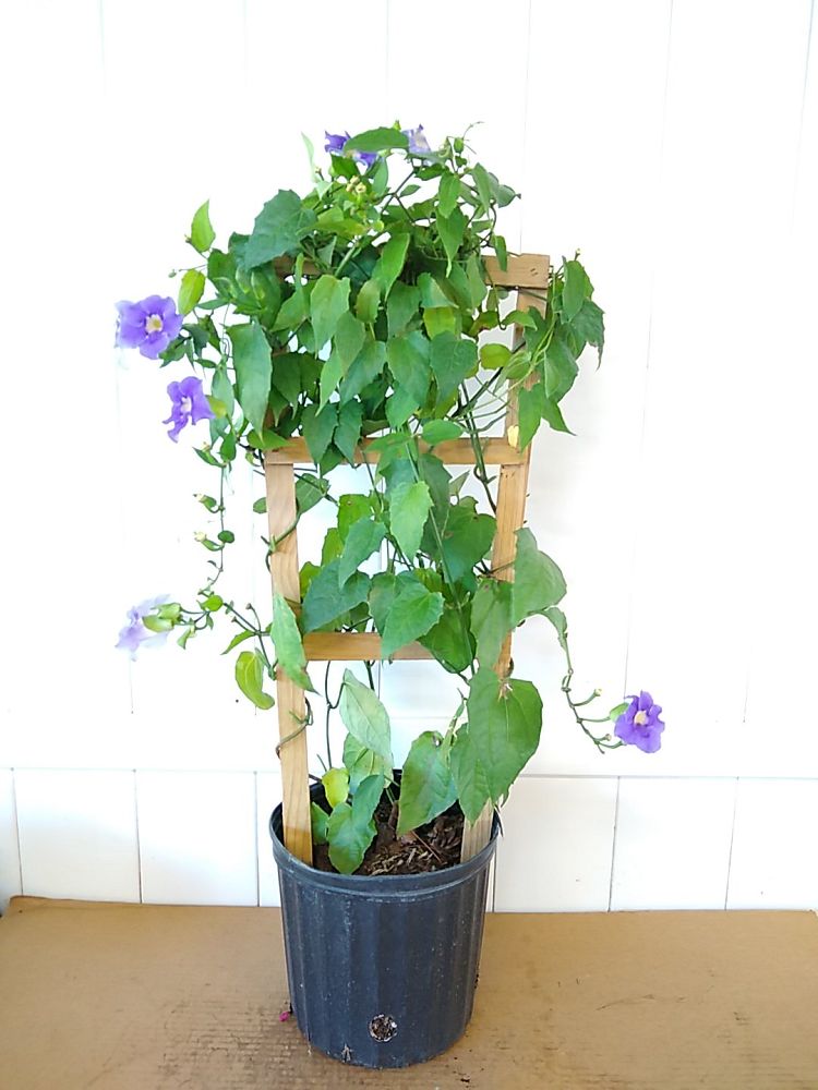 Thunbergia grandiflora, Blue Sky Vine | PlantVine