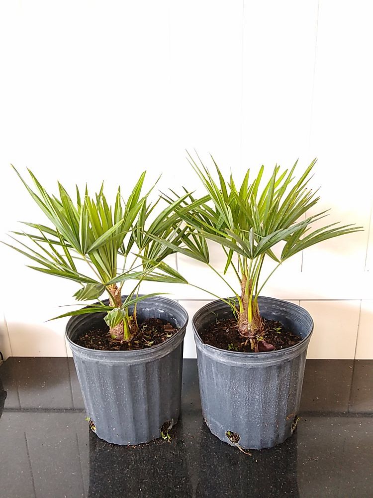 Trachycarpus fortunei, Windmill Palm, Chamaerops excelsa | PlantVine