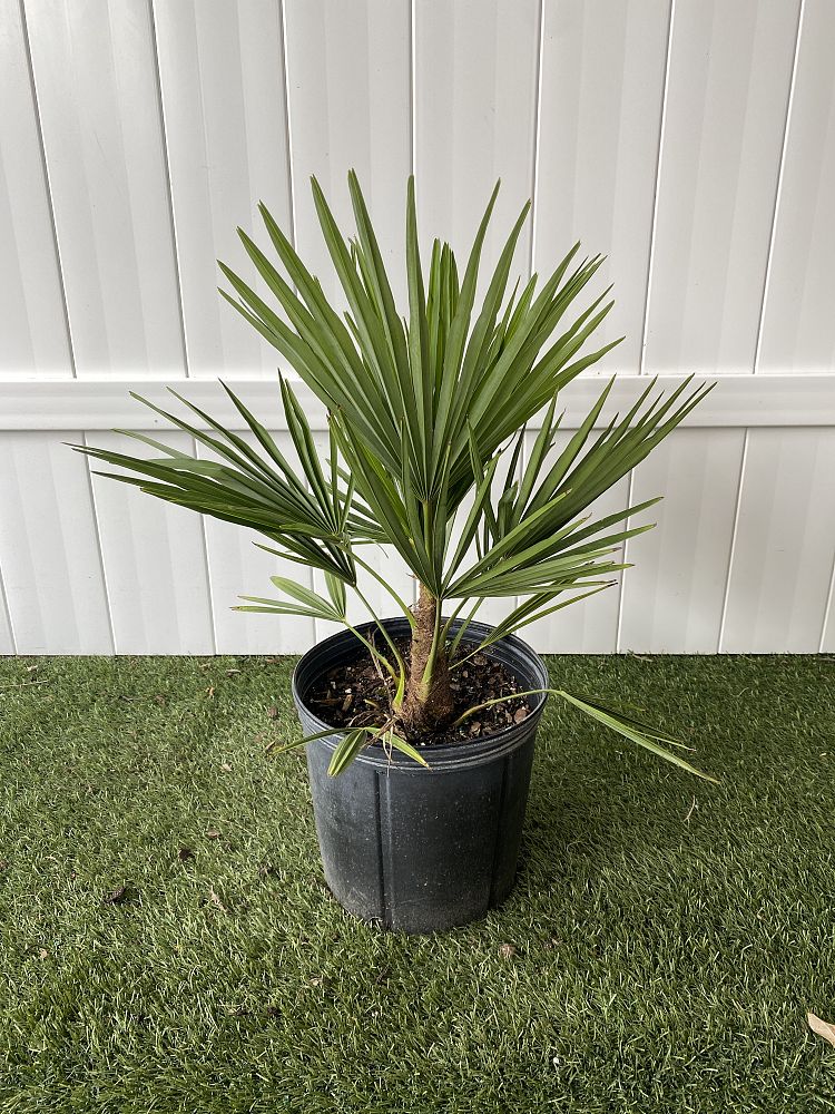 Trachycarpus fortunei, Windmill Palm, Chamaerops excelsa | PlantVine