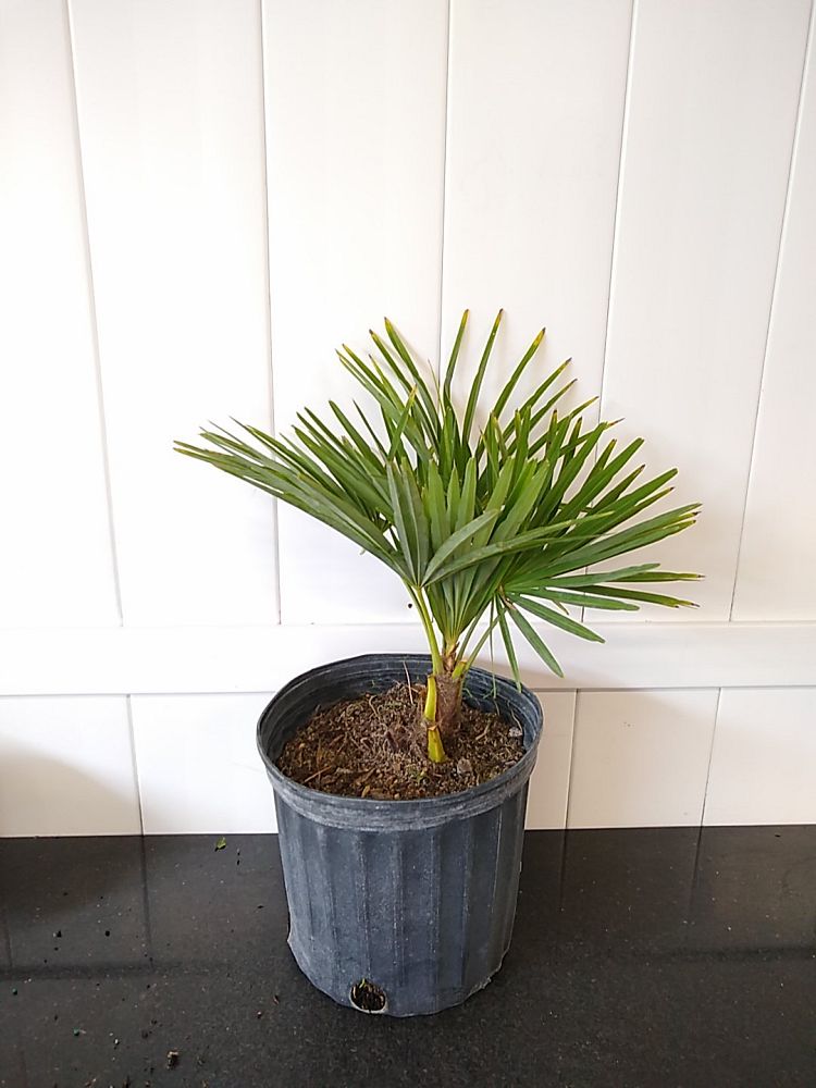 Trachycarpus fortunei, Windmill Palm, Chamaerops excelsa | PlantVine