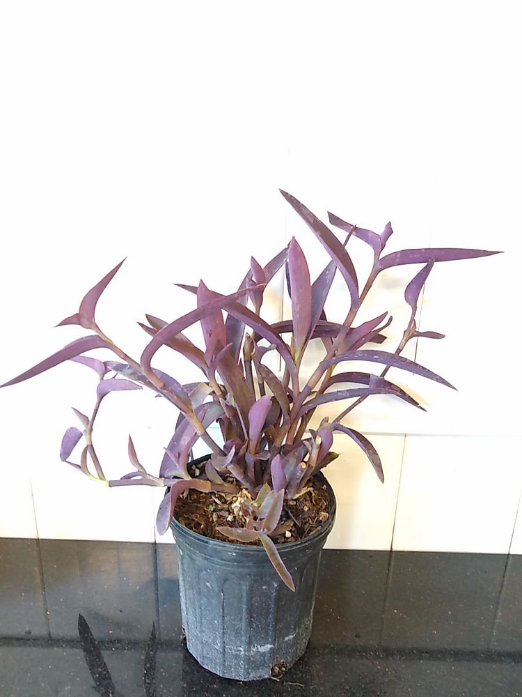 Purple Wandering Jew | PlantVine