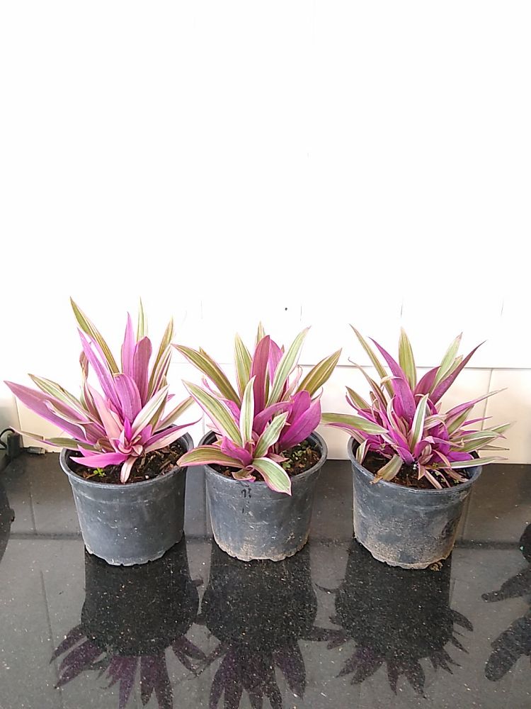 Tradescantia spathacea ‘Tricolor’, Variegated Dwarf Oyster Plant ...