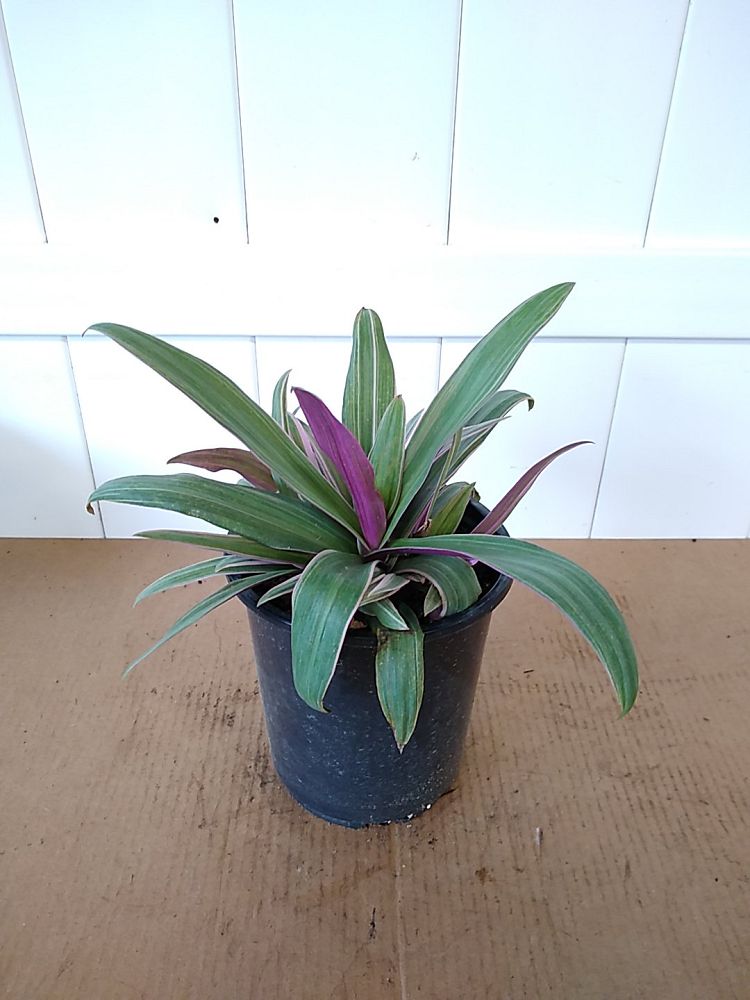 Tradescantia spathacea ‘Tricolor’, Variegated Dwarf Oyster Plant ...