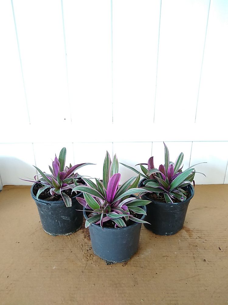 Tradescantia spathacea ‘Tricolor’, Variegated Dwarf Oyster Plant ...