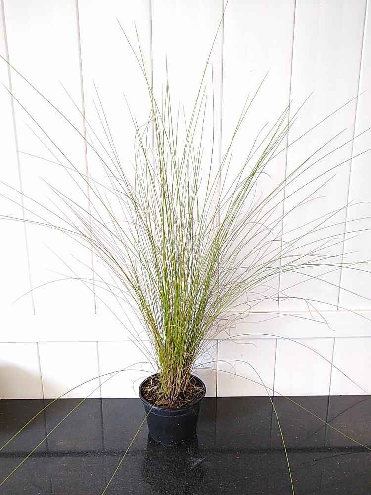 Uniola paniculata, Sea Oats | PlantVine