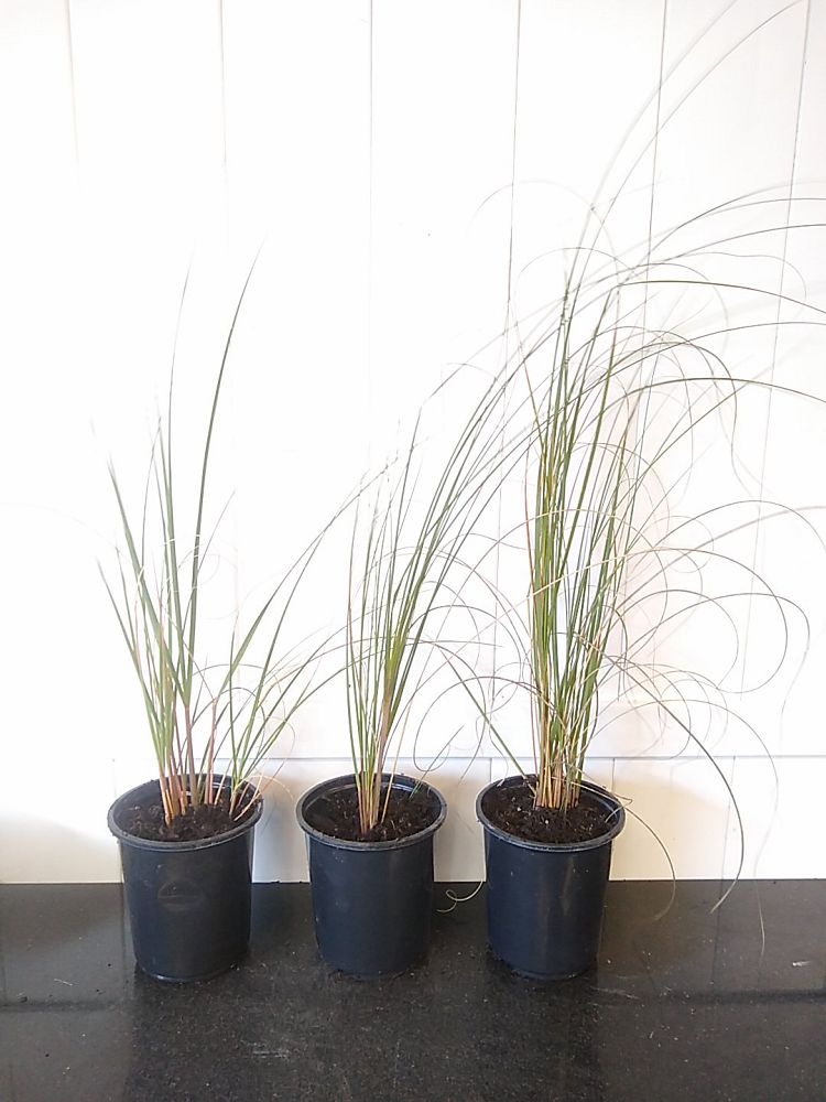 Uniola paniculata, Sea Oats | PlantVine