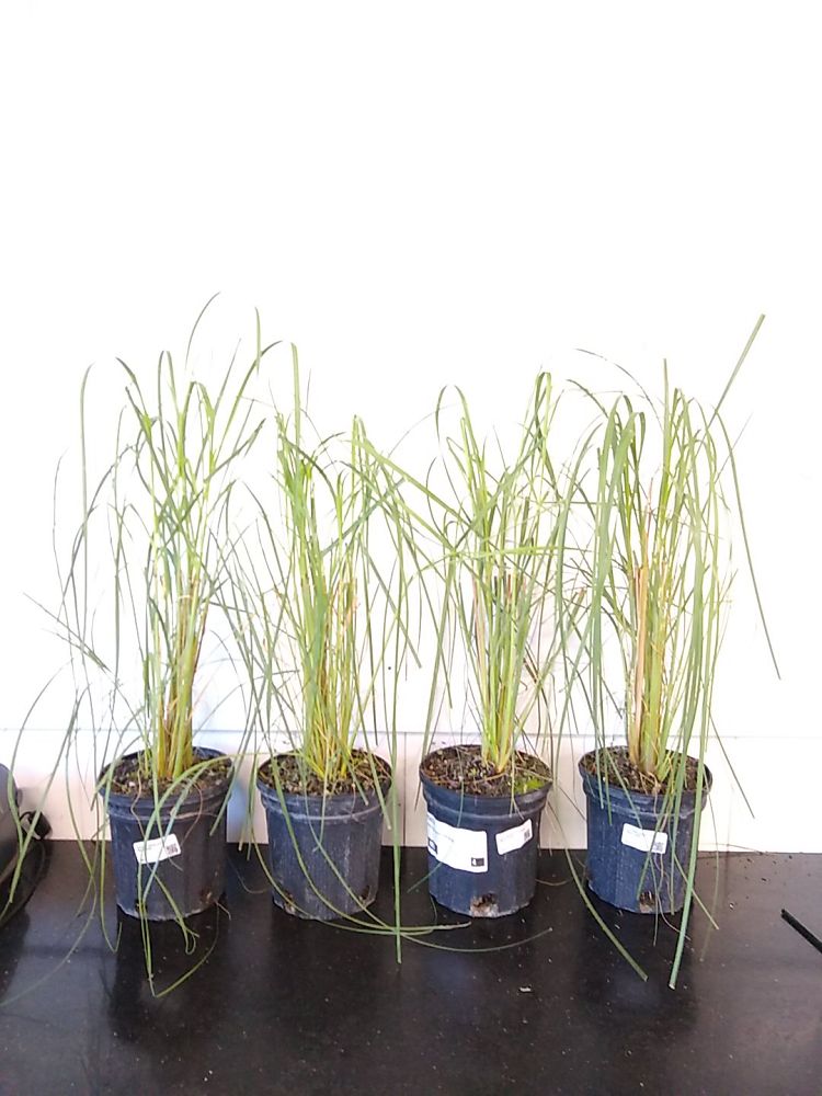 Uniola paniculata, Sea Oats | PlantVine