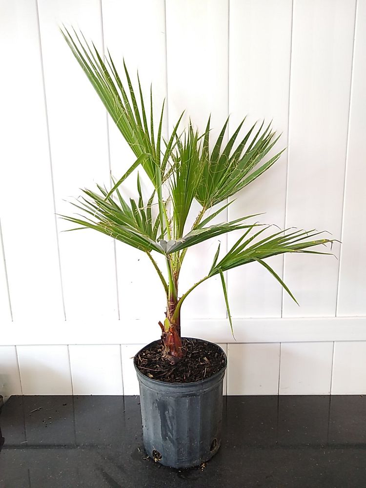 Order Washington Palm Online | Mexican Fan Palm Plant