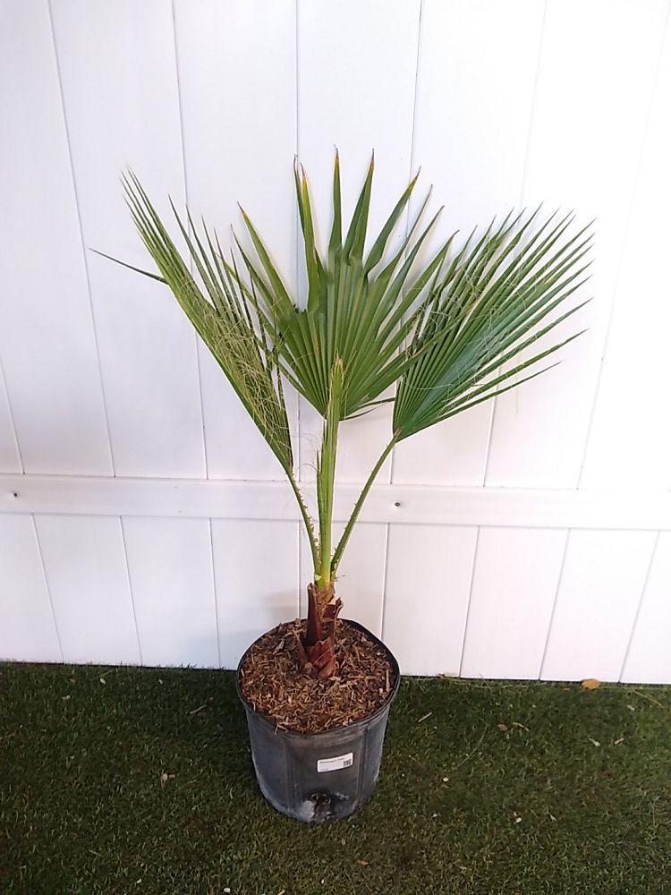 Order Washington Palm Online | Mexican Fan Palm Plant