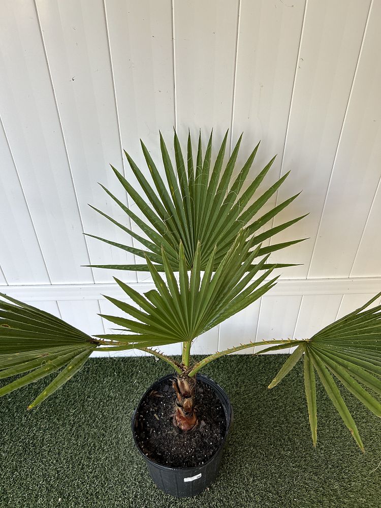 Order Washington Palm Online | Mexican Fan Palm Plant
