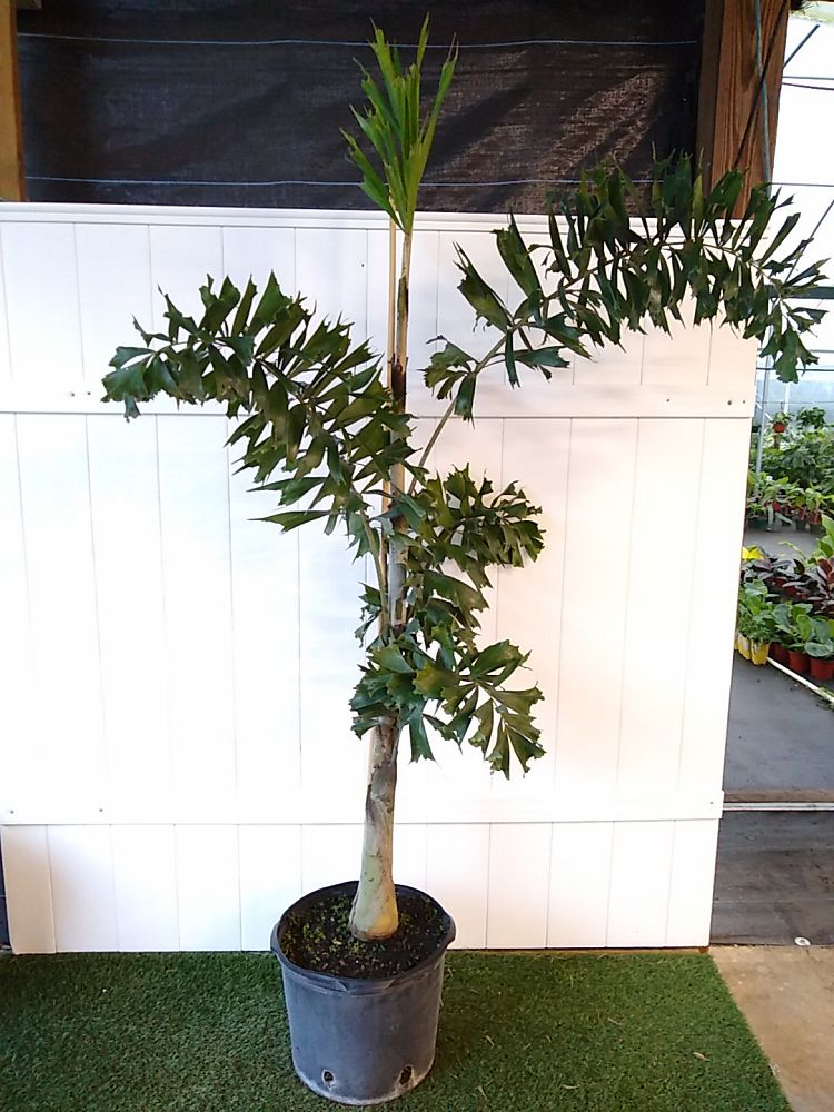 Wodyetia bifurcata, Foxtail Palm | PlantVine