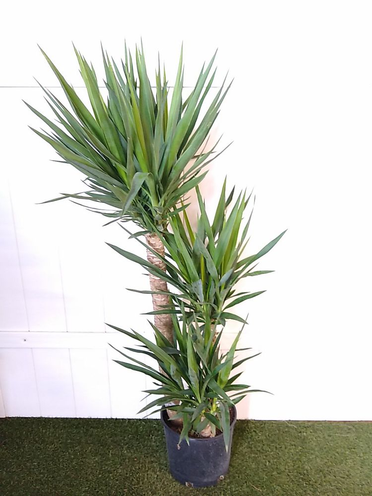 Buy Yucca Tree For Indoors | Free delivery over $100.