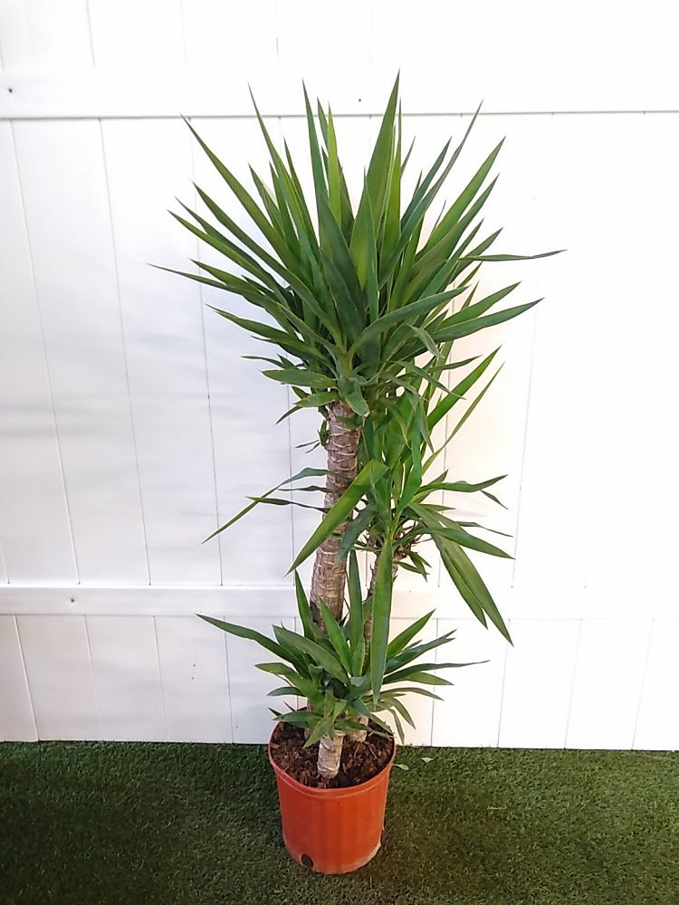 Buy Yucca Tree For Indoors | Free delivery over $100.