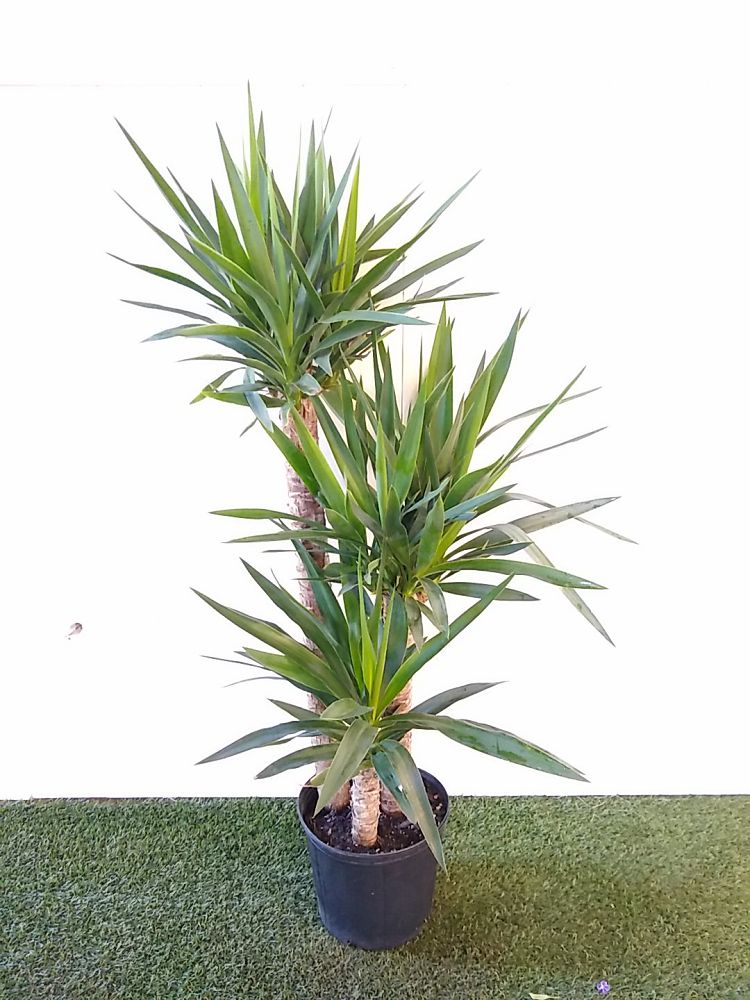 Buy Yucca Tree For Indoors | Free delivery over $100.