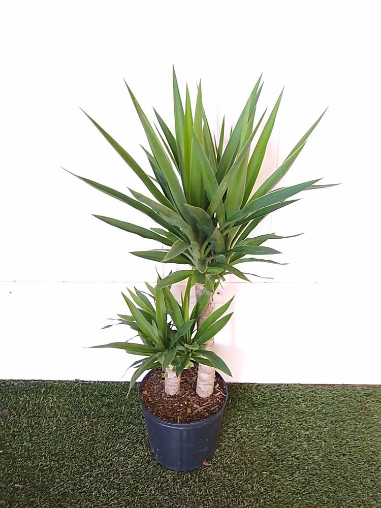 Buy Yucca Tree For Indoors | Free delivery over $100.