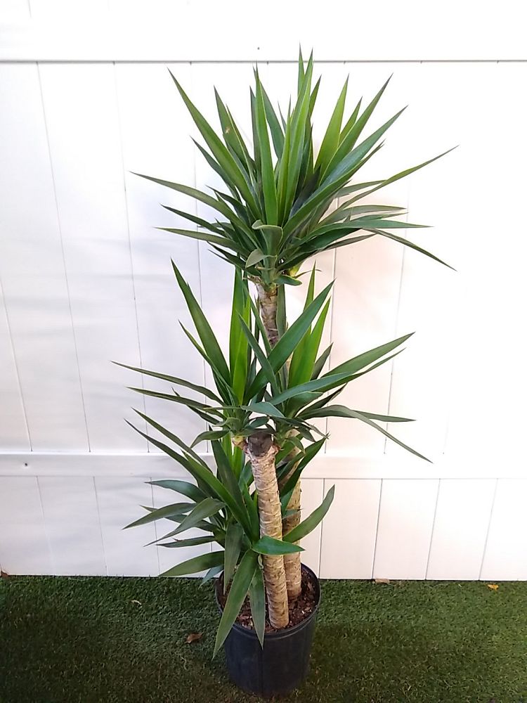 Buy Yucca Tree For Indoors | Free delivery over $100.