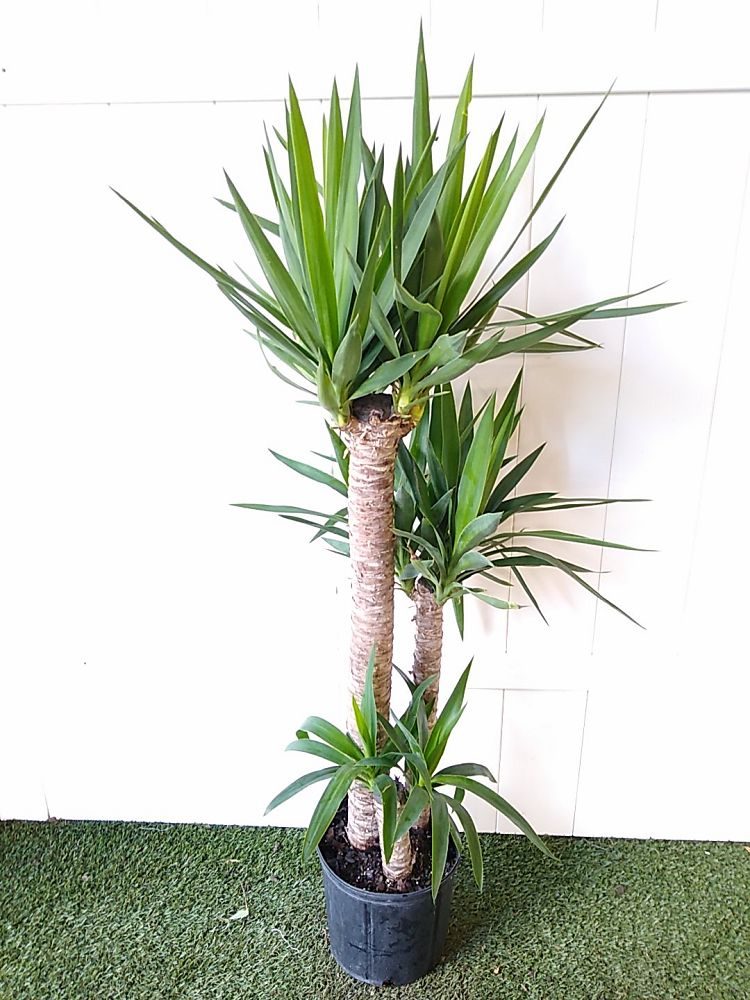 Buy Yucca Tree For Indoors | Free delivery over $100.