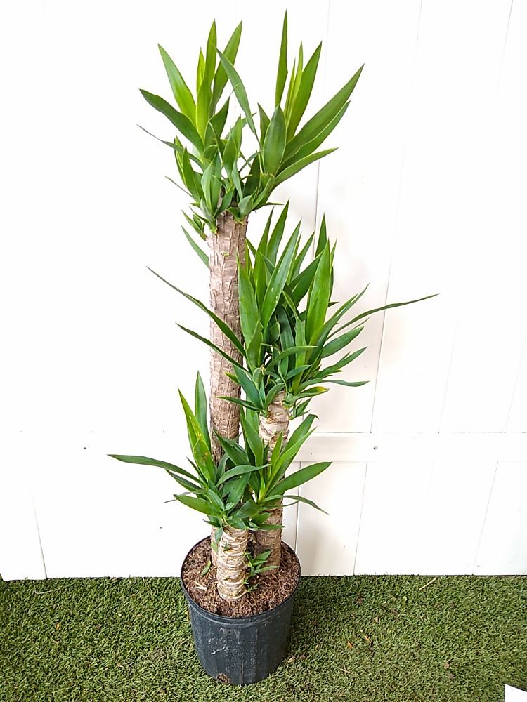 Buy Yucca Tree For Indoors | Free delivery over $100.