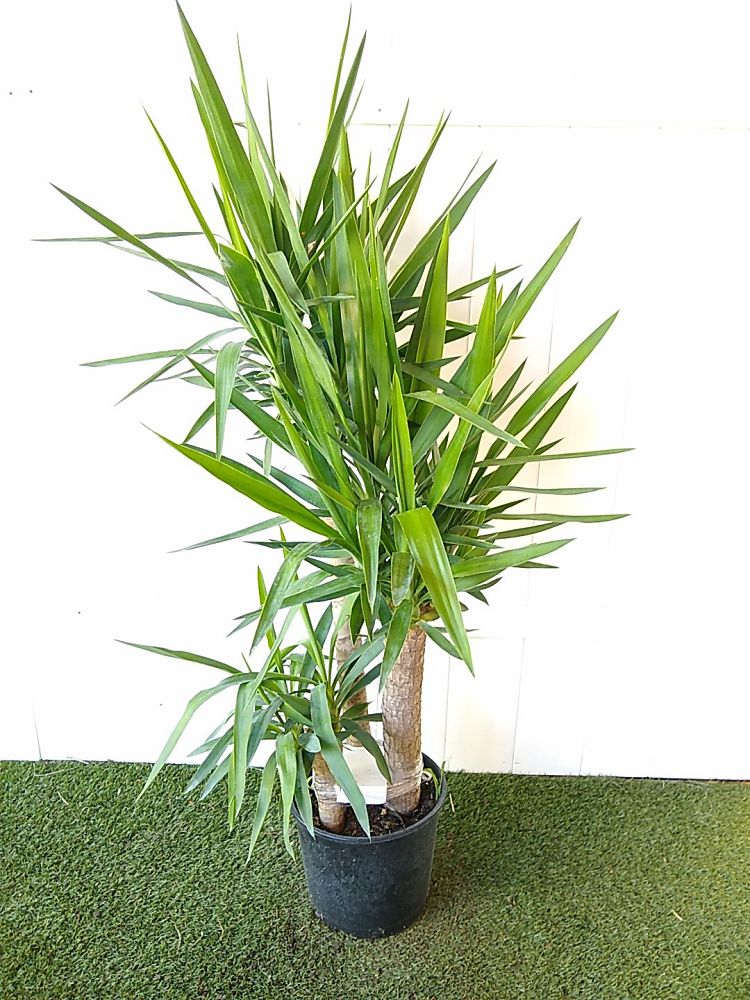 Buy Yucca Tree For Indoors | Free delivery over $100.