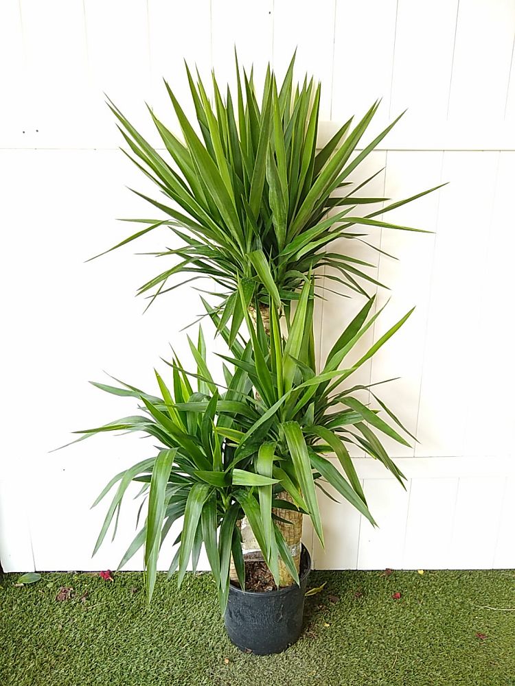 Buy Yucca Tree For Indoors | Free delivery over $100.