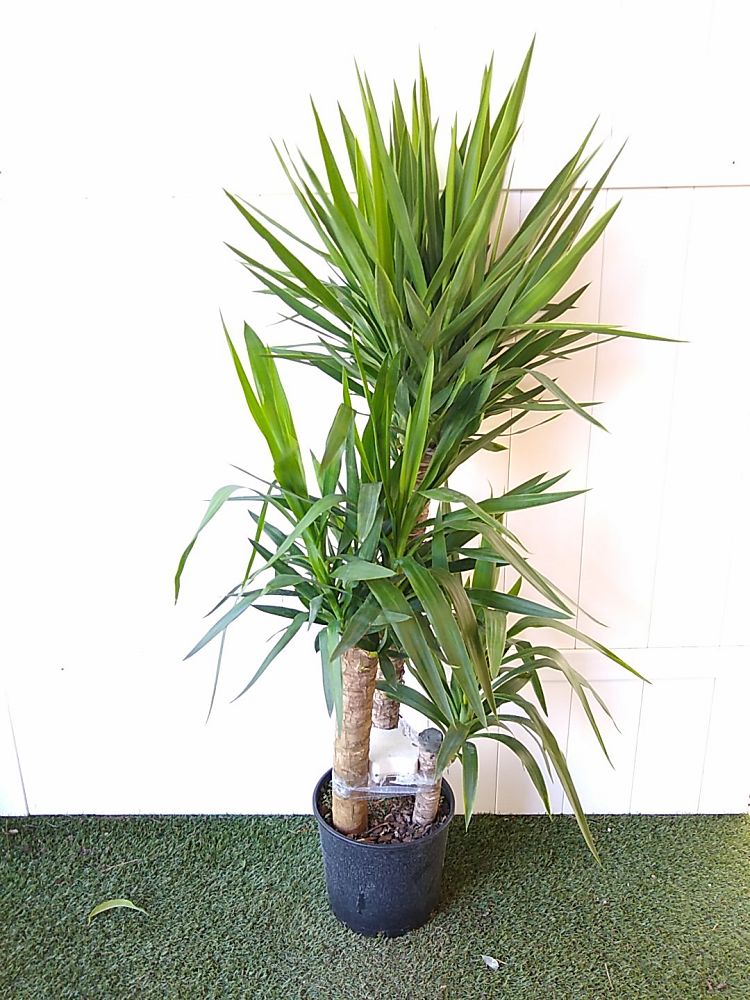 Buy Yucca Tree For Indoors | Free delivery over $100.