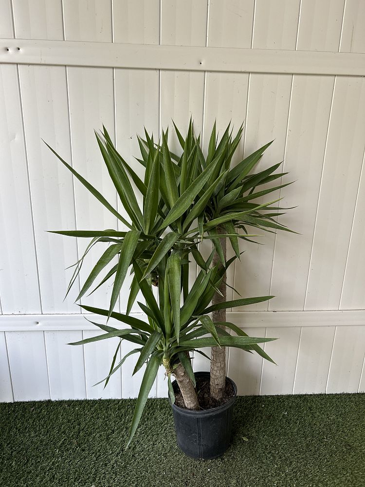 Buy Yucca Tree For Indoors | Free delivery over $100.