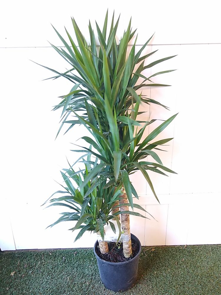 Buy Yucca Tree For Indoors | Free delivery over $100.