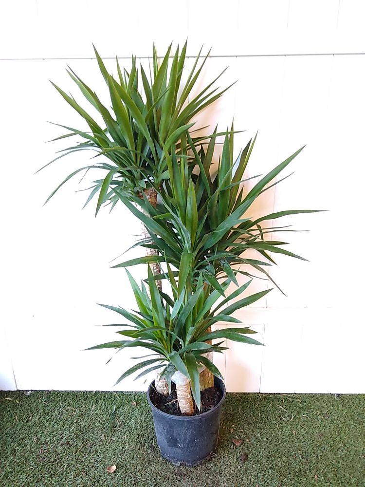 Buy Yucca Tree For Indoors | Free delivery over $100.