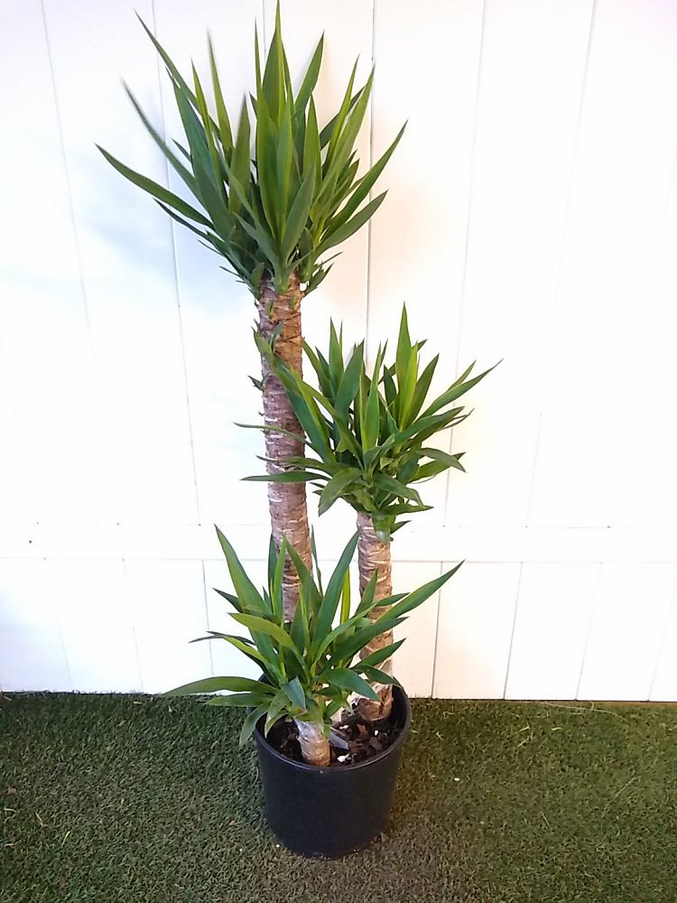 Buy Yucca Tree For Indoors | Free delivery over $100.