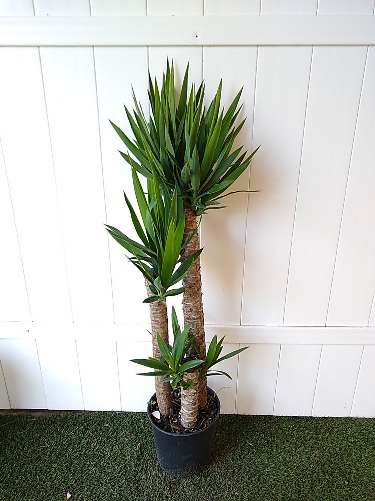 Buy Yucca Tree For Indoors | Free delivery over $100.