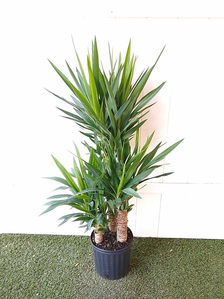 Buy Yucca Tree For Indoors | Free delivery over $100.