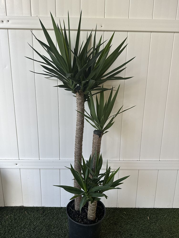 Buy Yucca Tree For Indoors | Free delivery over $100.