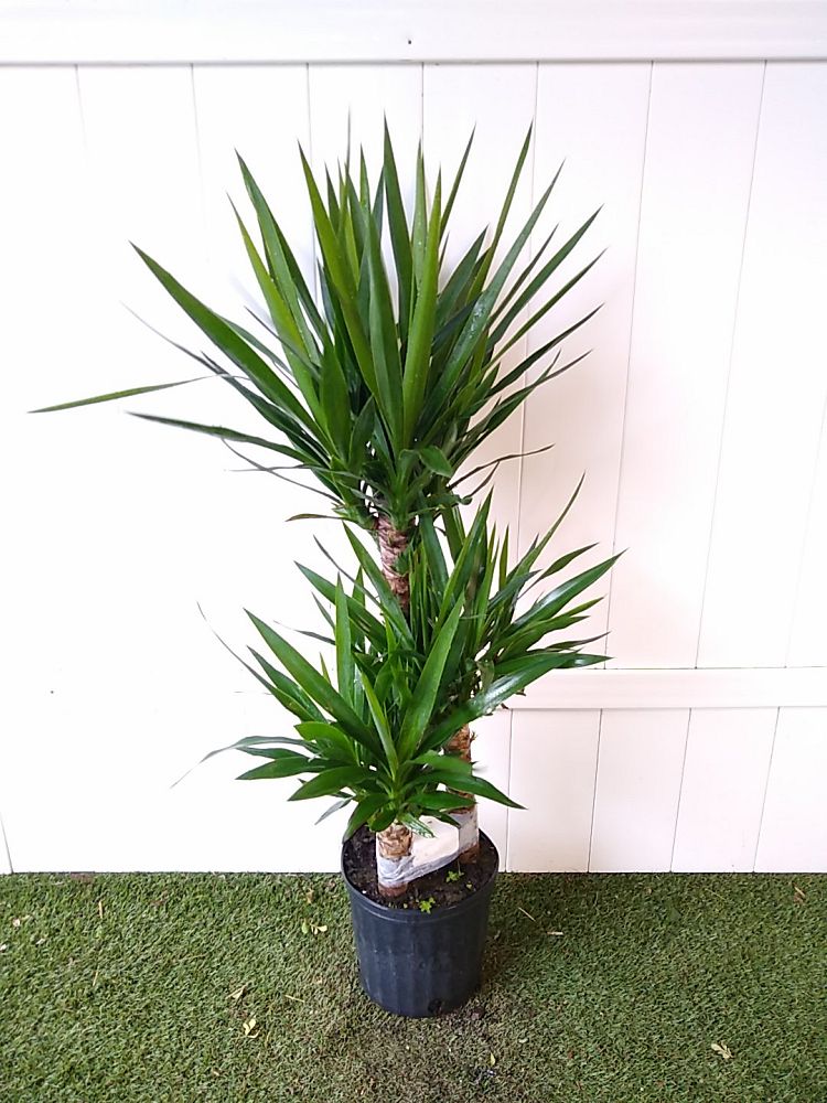 Buy Yucca Tree For Indoors | Free delivery over $100.